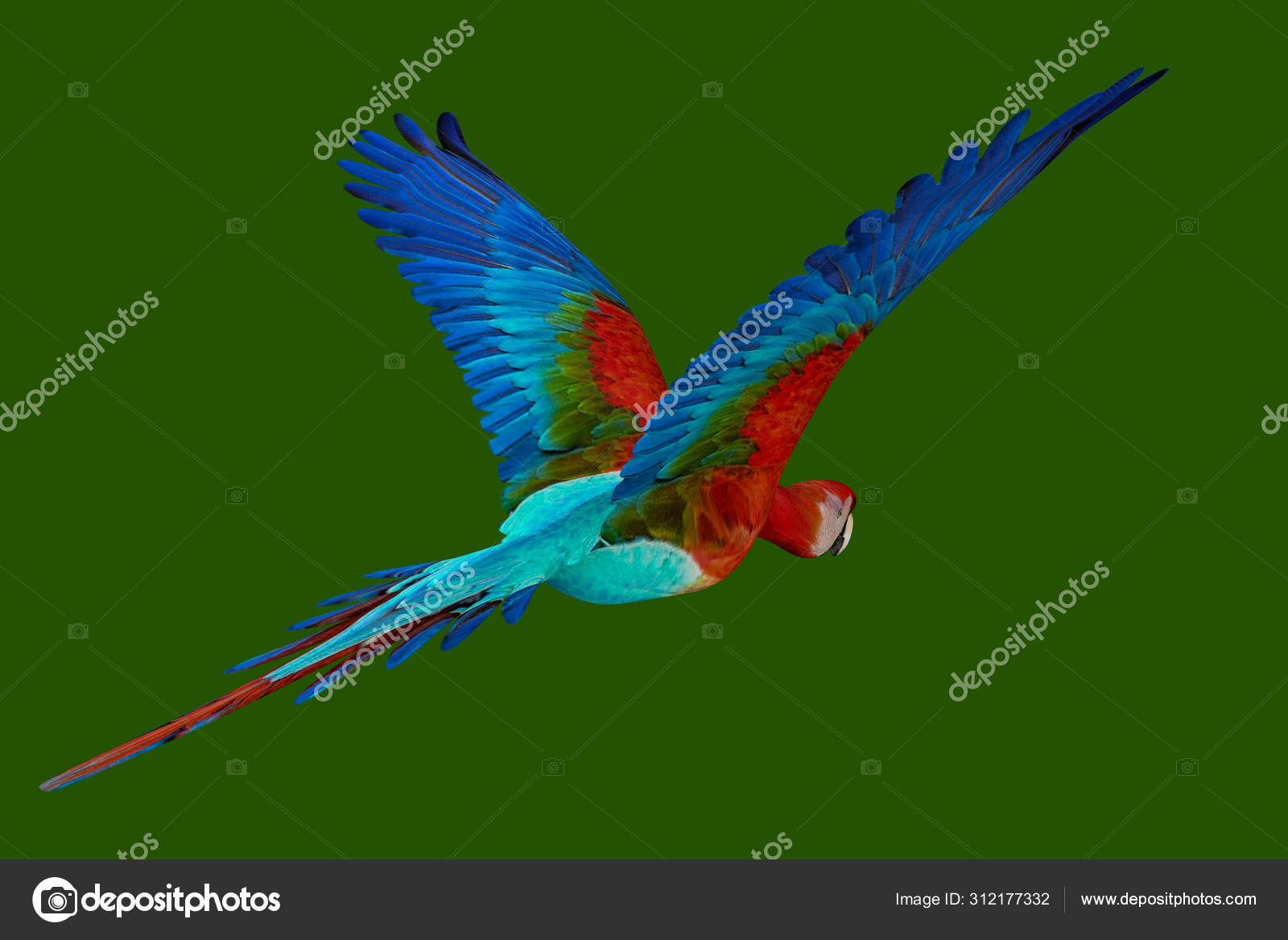 Guacamaya isolated on green background Stock Photo by ©homeworks255 ...