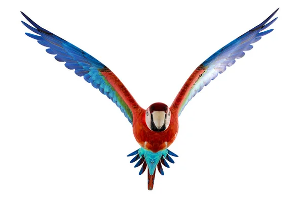 Guacamaya volando fotos de stock, imágenes de Guacamaya volando sin ...