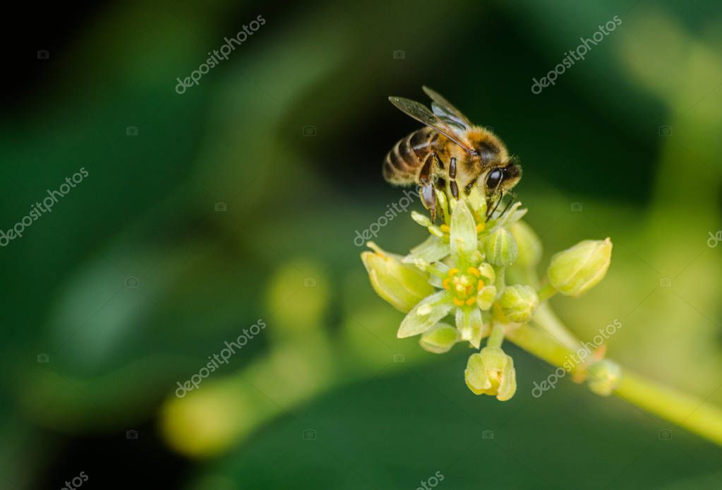 Abeja melífera europea (apis mellifera), flor polinizadora del aguacate ...
