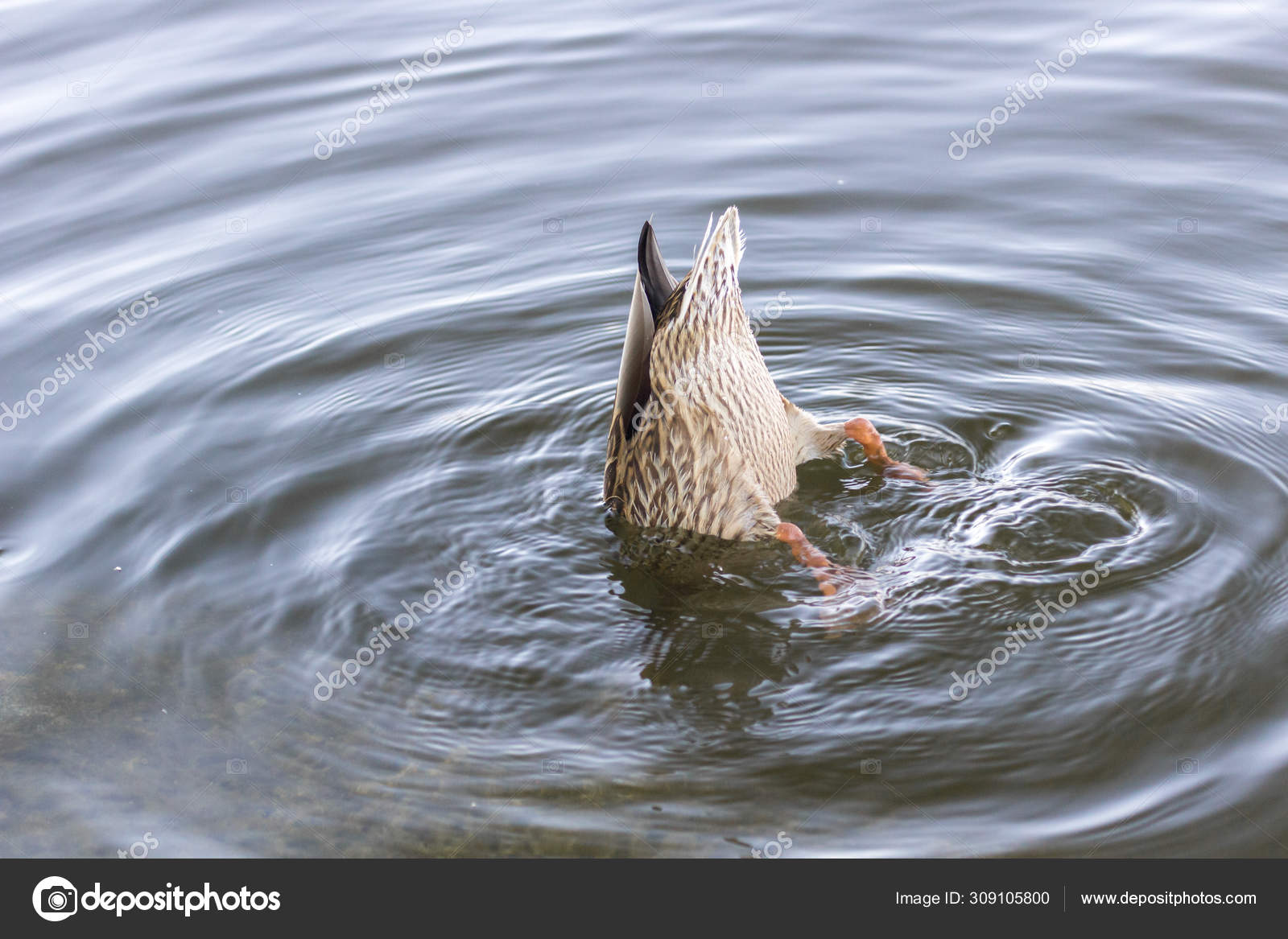 Duck Booty Paws Paws Membranes Feeding Wild Birds Duck Tail — Stock ...