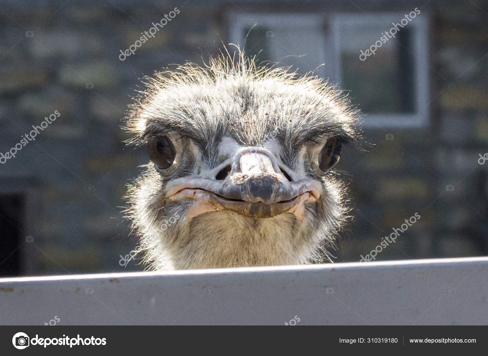 Head Ostrich Ostrich Farm Beak Eyes Ear Bird Close Long — Stock Photo ...