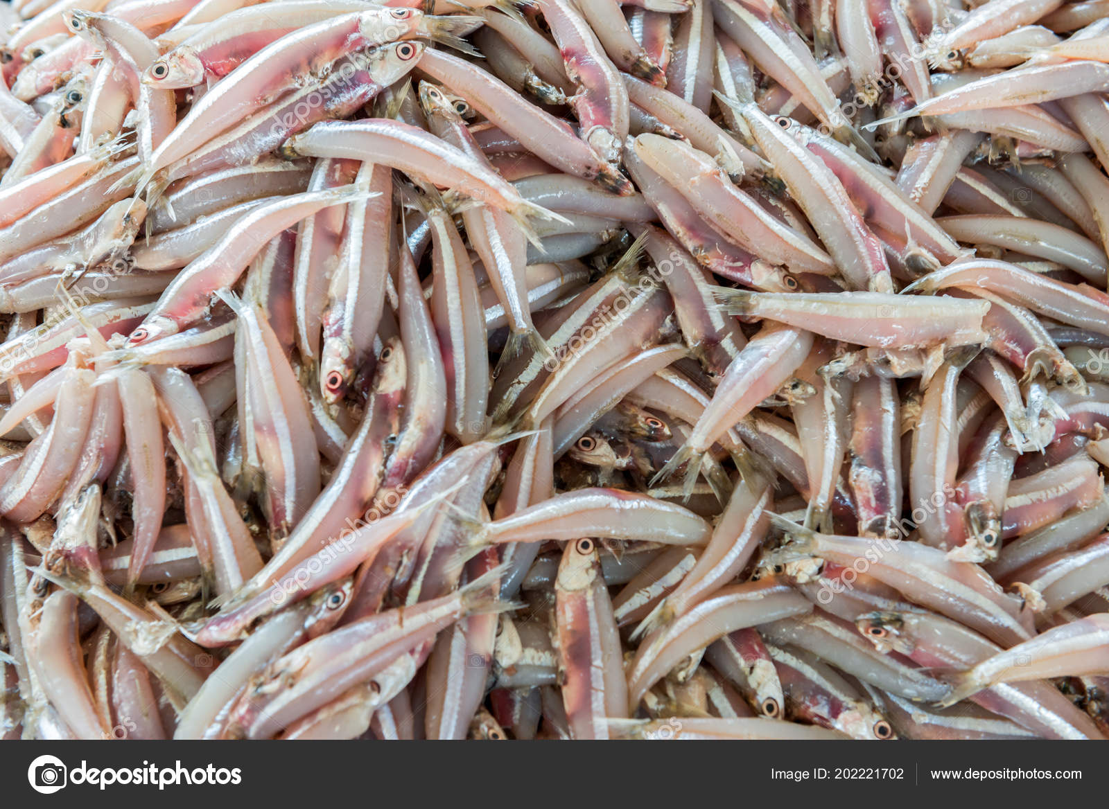Lots Small Pink Fish — Stock Photo © kamil_k2photo #202221702