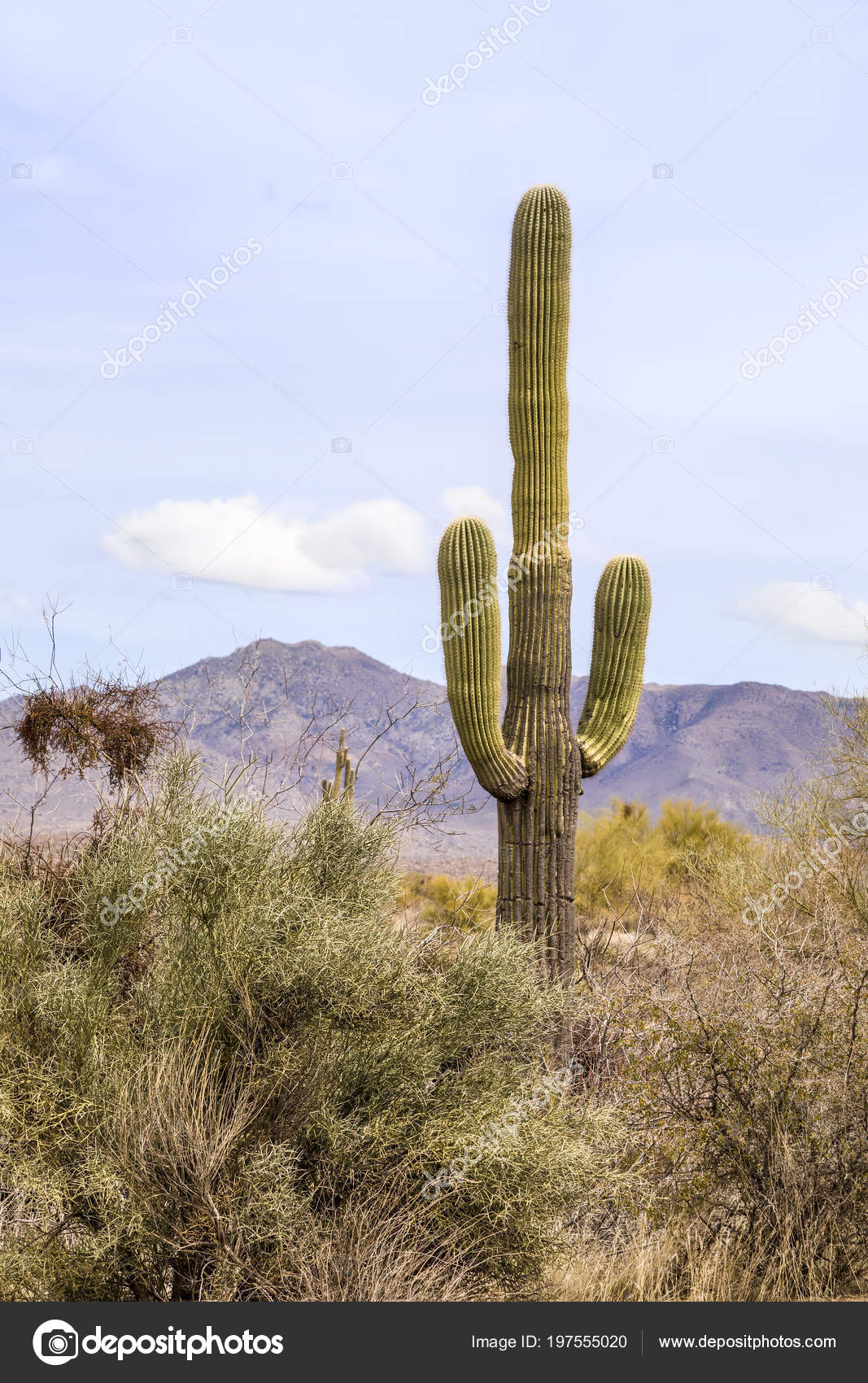 Backed Mountains East Phoenix Arizona Tall Saguaro Cactus Arms Grows ...