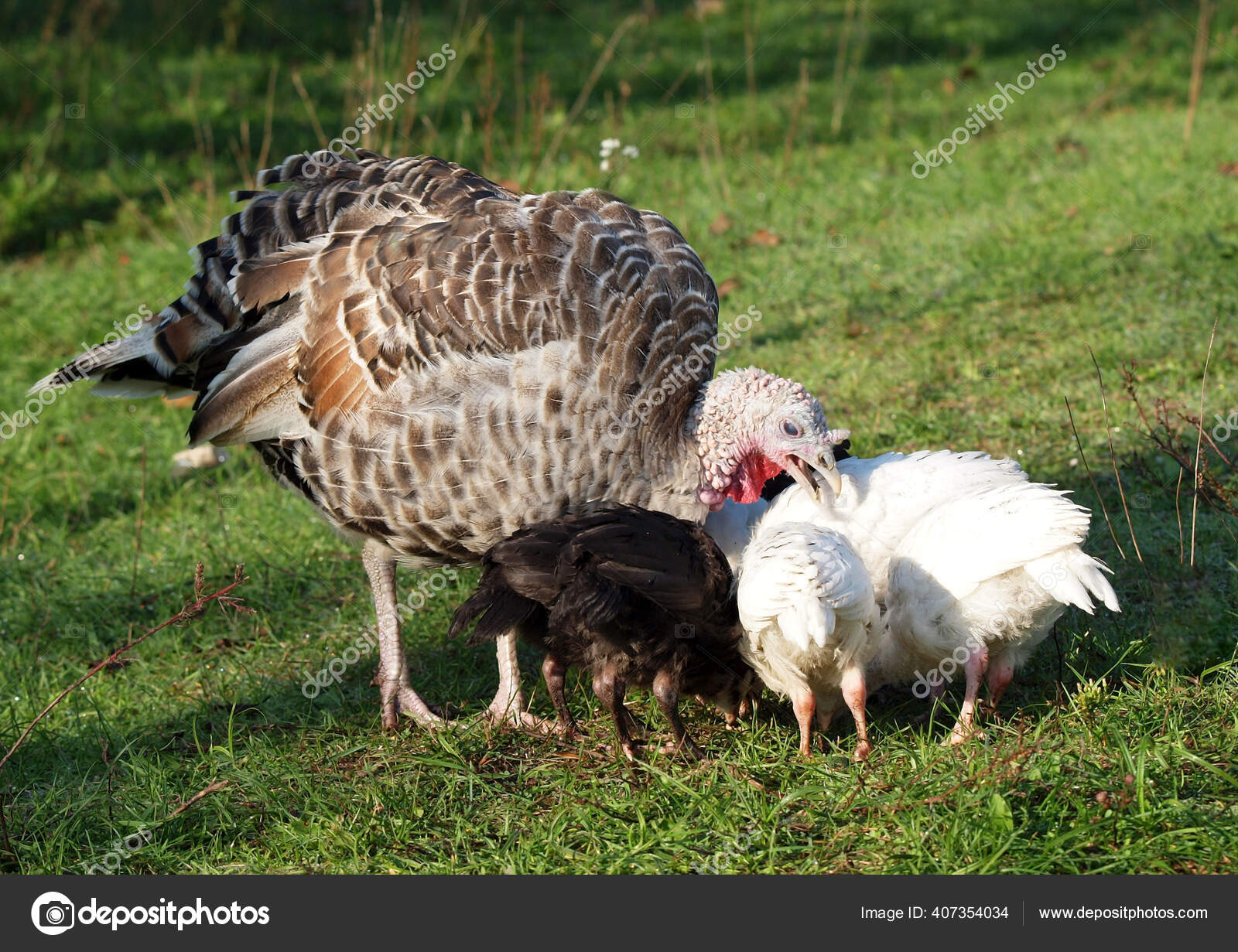 Baby Wild Turkey