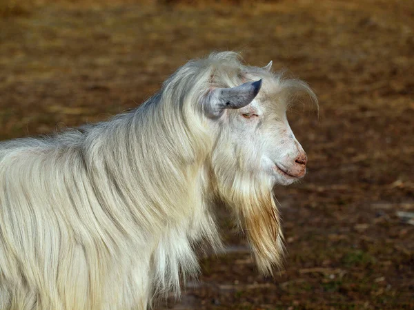 Old goat Stock Photos, Royalty Free Old goat Images | Depositphotos