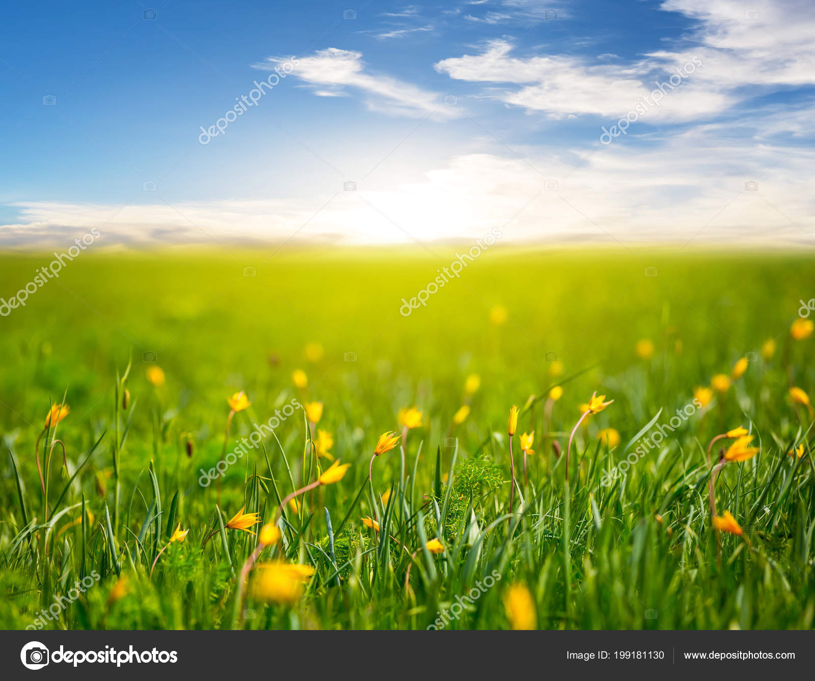 Beautiful Summer Prairie Flowers Sunset — Stock Photo © york_76 #199181130