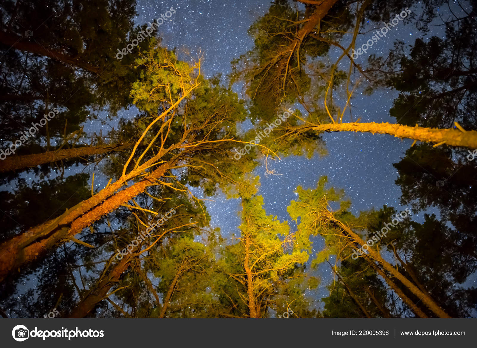 Night Scene High Pine Tree Forest Night Starry Sky Stock Photo by ©york ...