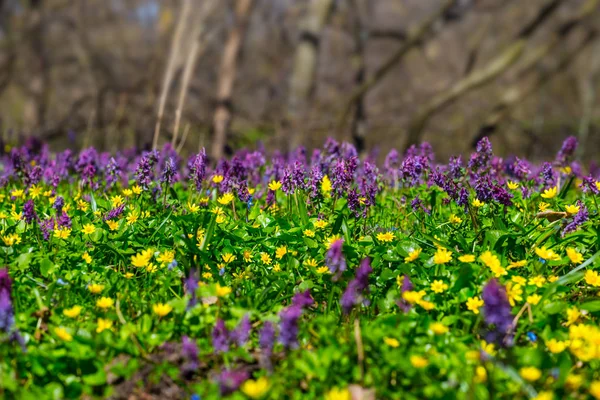 Illinois wildflowers Stock Photos, Royalty Free Illinois wildflowers ...