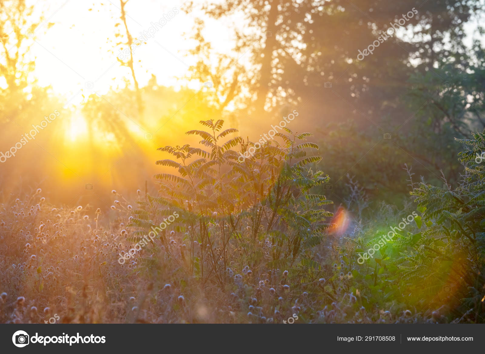Rising Sun On Nature
