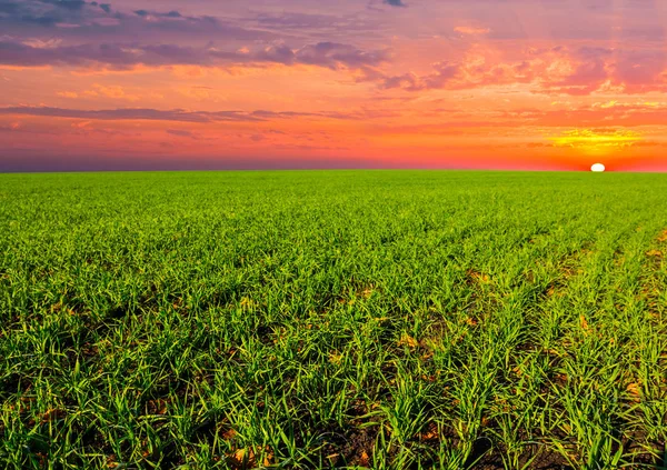 Farmer field sunset Stock Photos, Royalty Free Farmer field sunset ...