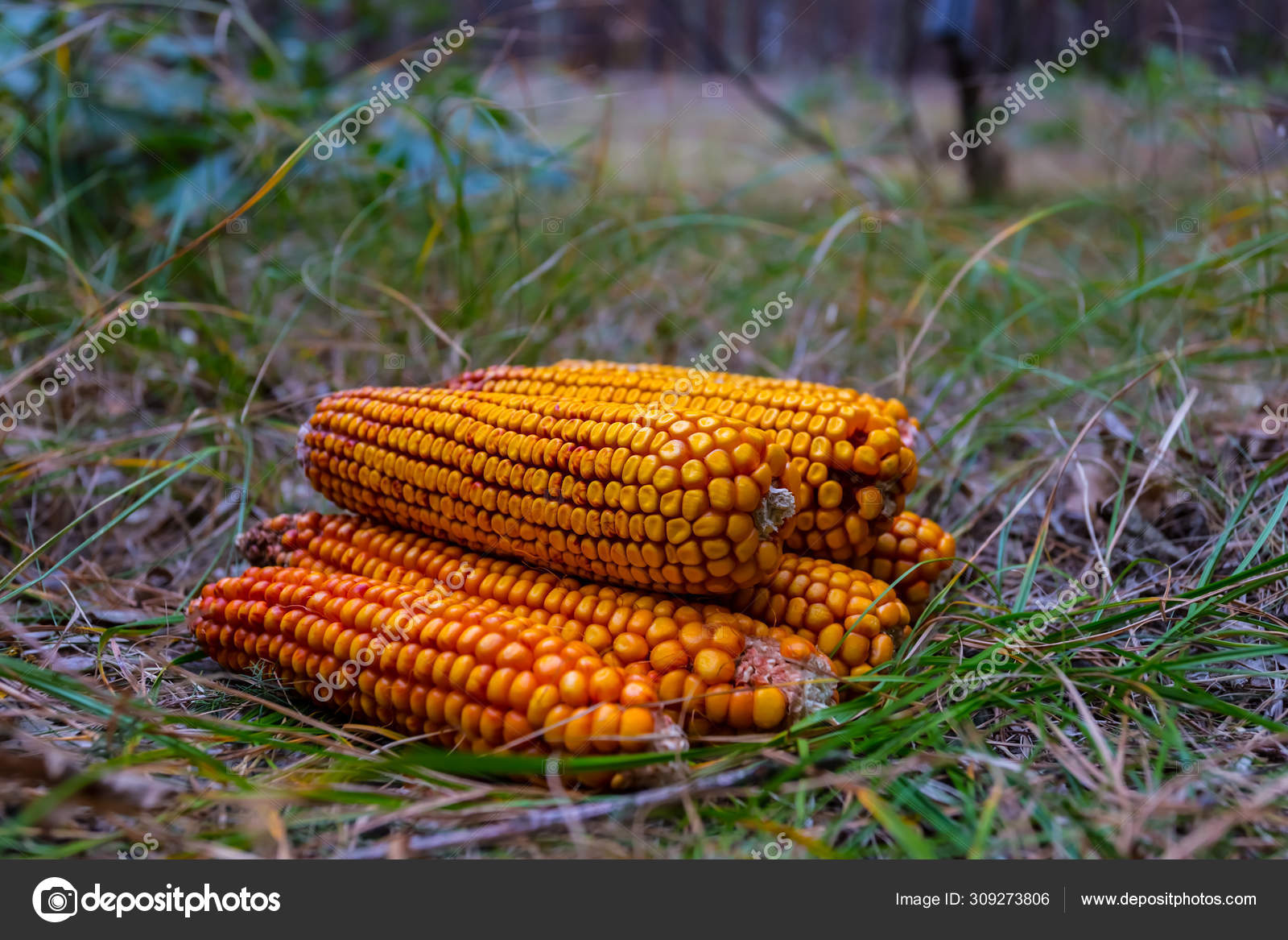 Heap Corn Lie Grass Countryside Harvest Background — Stock Photo © york ...