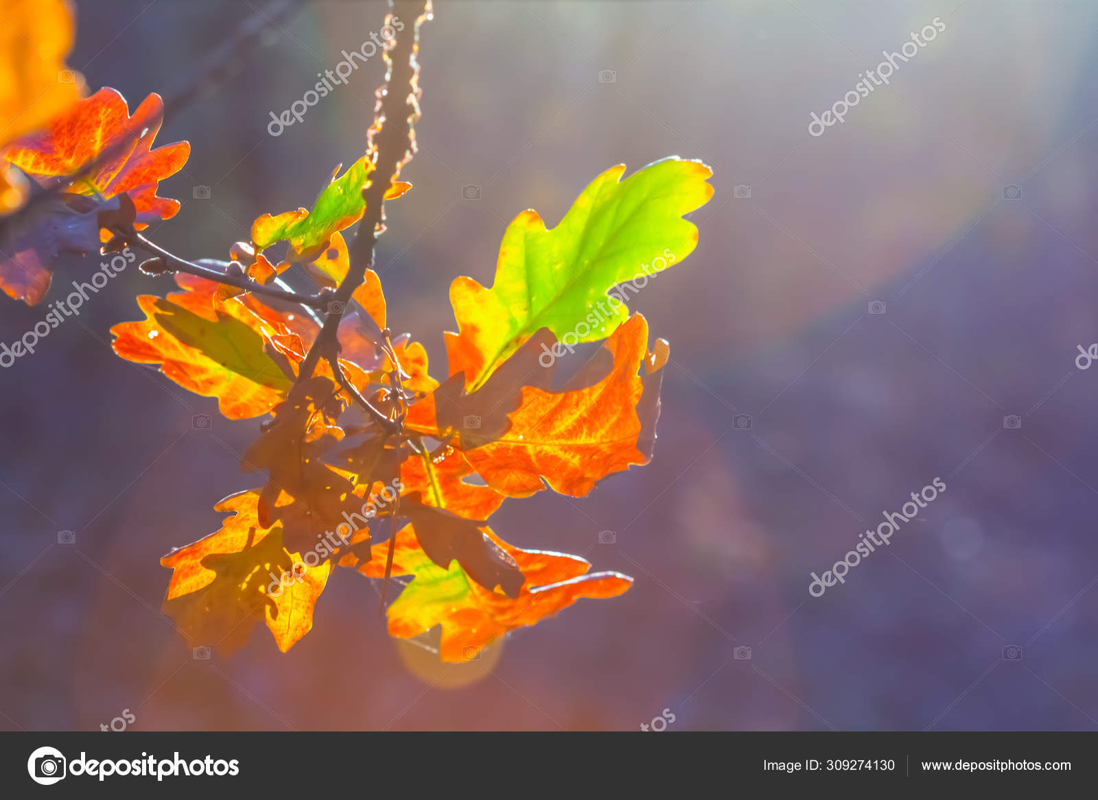 Closeup Red Oak Tree Branch Forest Bright Autumn Day Nice — Stock Photo ...