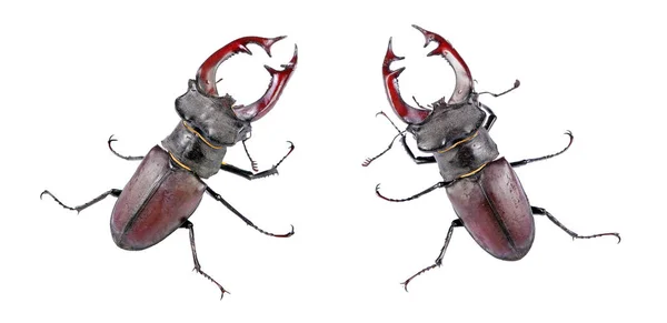 Stag beetles Stock Photos, Royalty Free Stag beetles Images | Depositphotos