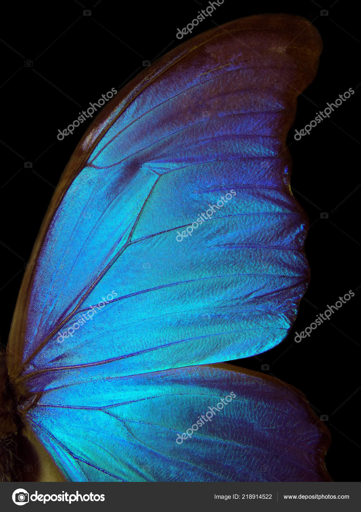 Wings Butterfly Morpho Texture Background Morpho Butterfly — Stock ...