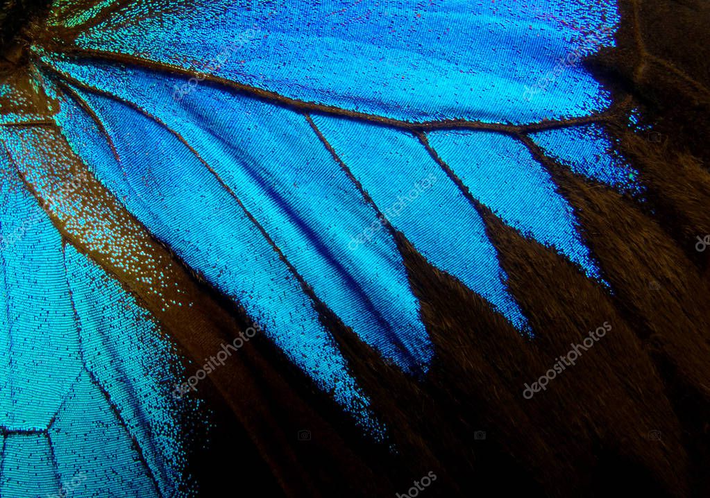 Alas de una mariposa Ulises. Alas de un fondo de textura de mariposa ...