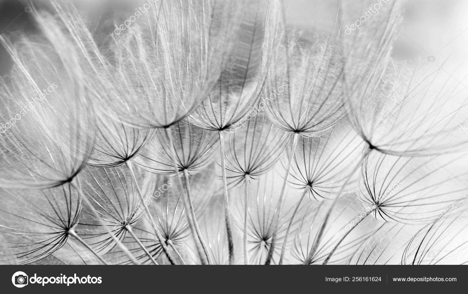 Blå Pastell Bakgrund Blå Abstrakt Maskros Blomma Textur Bakgrund Mjukt ...