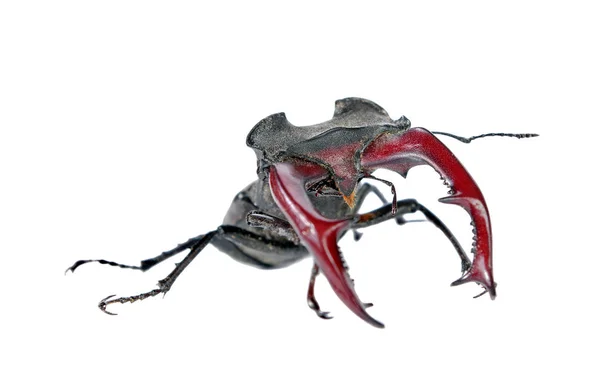 Stag beetle Stock Photos, Royalty Free Stag beetle Images | Depositphotos