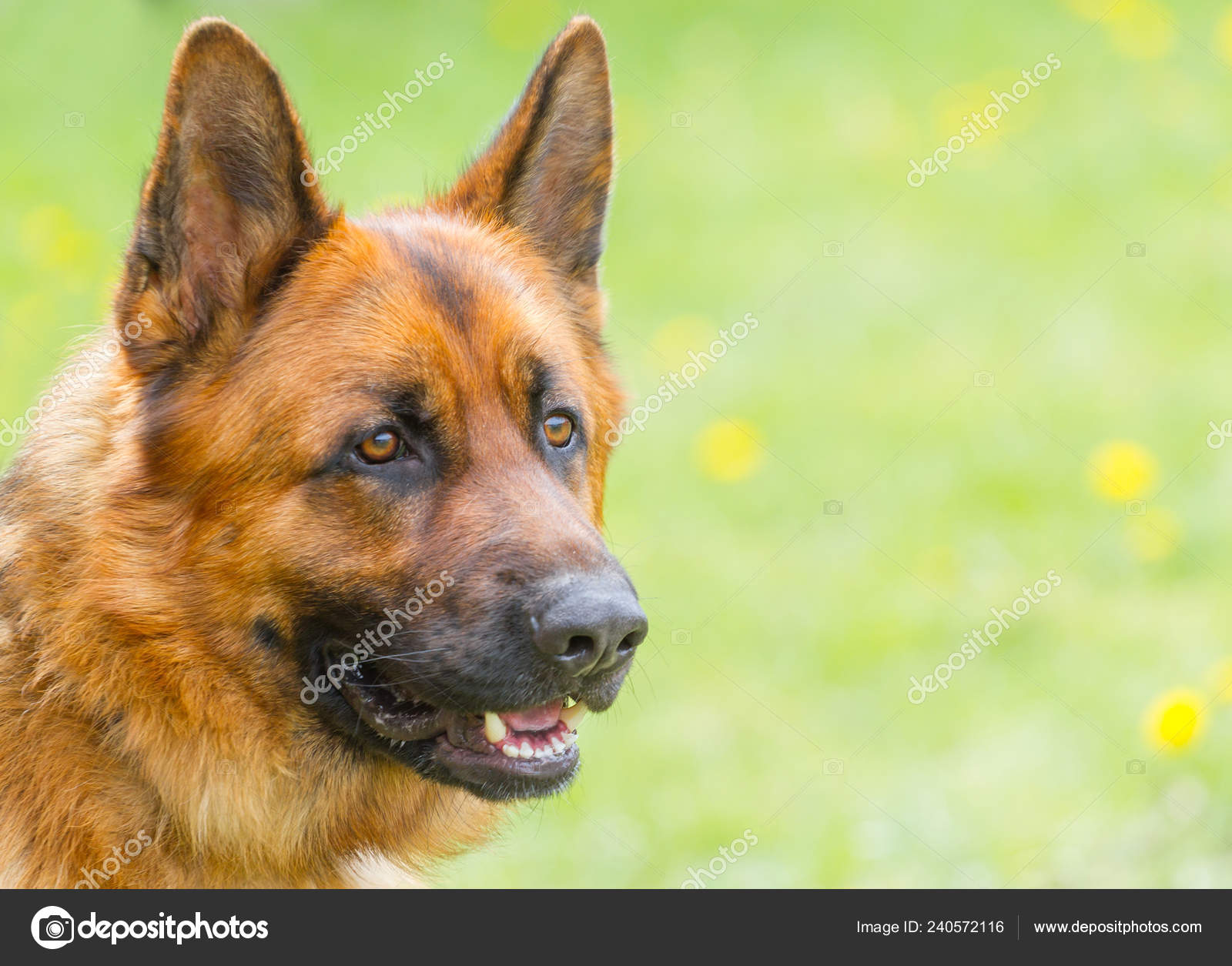 Portrait German Shepherd Background Green Grass — Stock Photo ...
