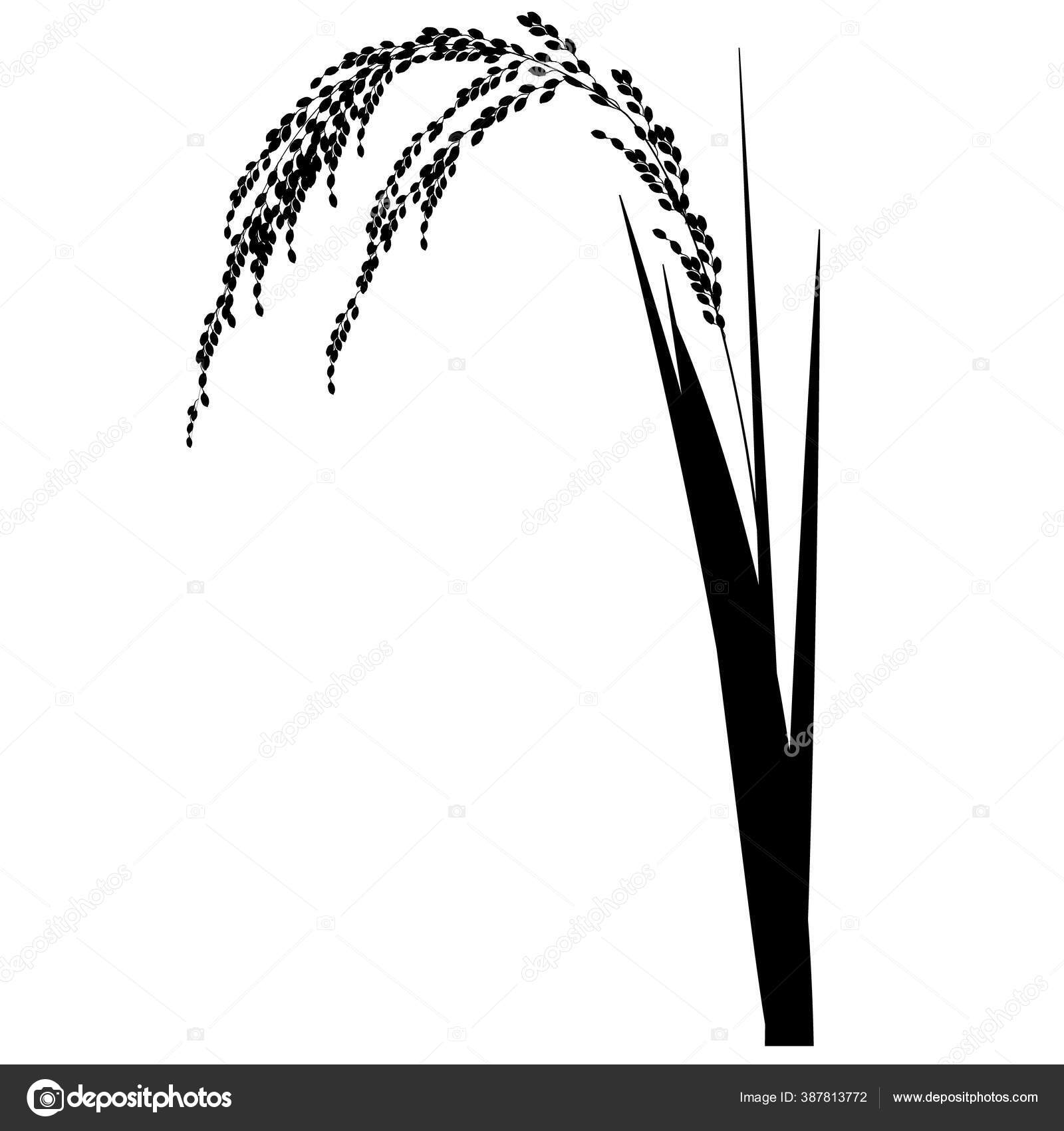 Rice Rice Plant Agriculture Icon Stock Vector by ©JBOY24 387813772