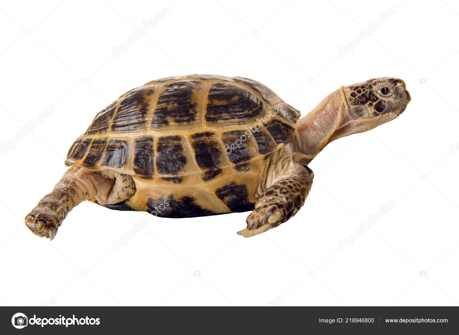 Overland Digging Turtle Extended Neck White Background Isolated Close ...