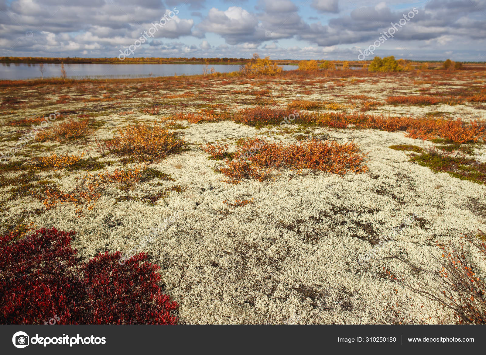 Beautiful panoramic landscape of forest-tundra, Autumn in the tundra ...