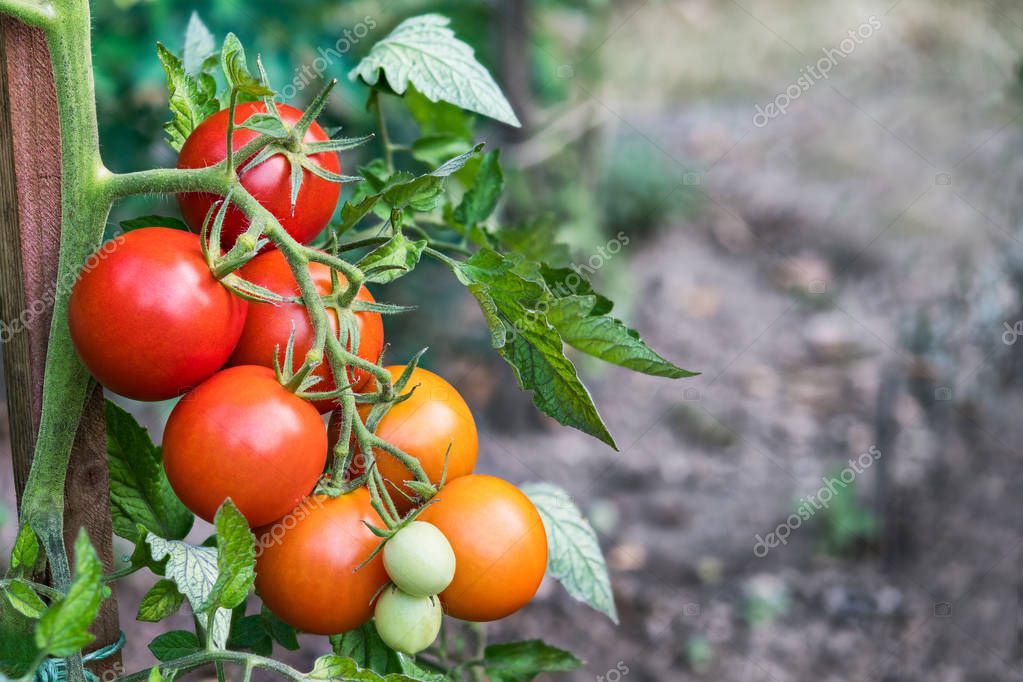 Ramo de tomates rojos en una cama de verduras. Solanum lycopersicum ...