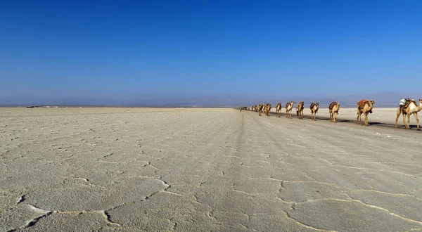 Camel path Stock Photos, Royalty Free Camel path Images | Depositphotos