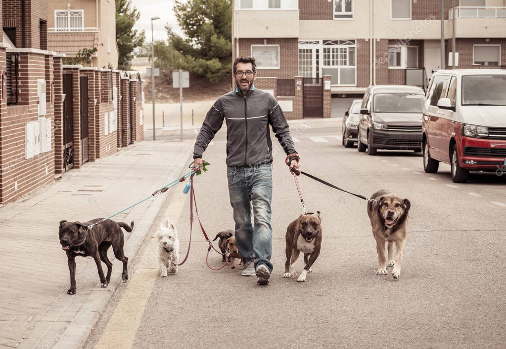 Paseador profesional de perros o niñera de mascotas paseando un paquete ...