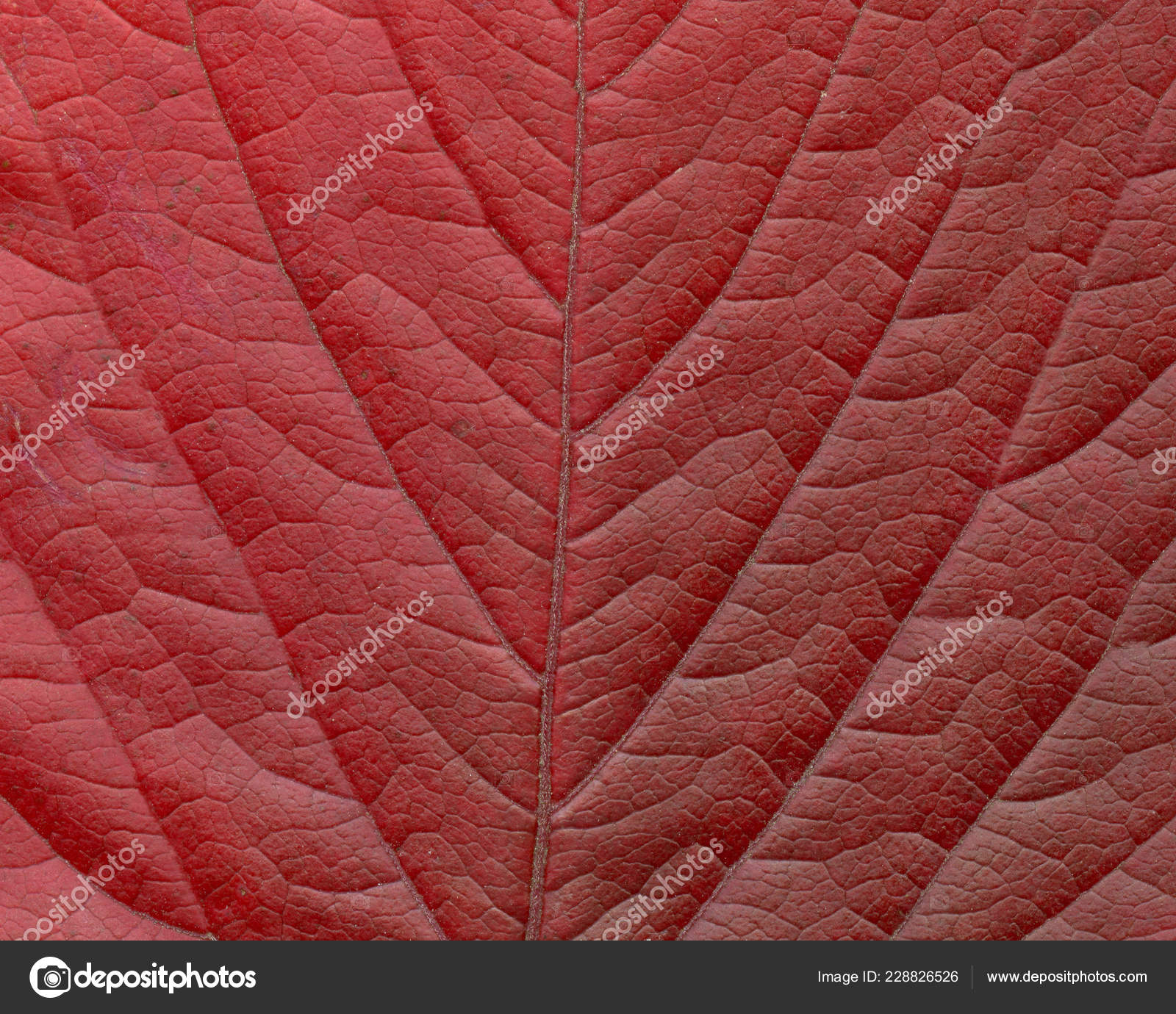 Texture Red Grape Leaf Background Stock Photo by ©natalt 228826526