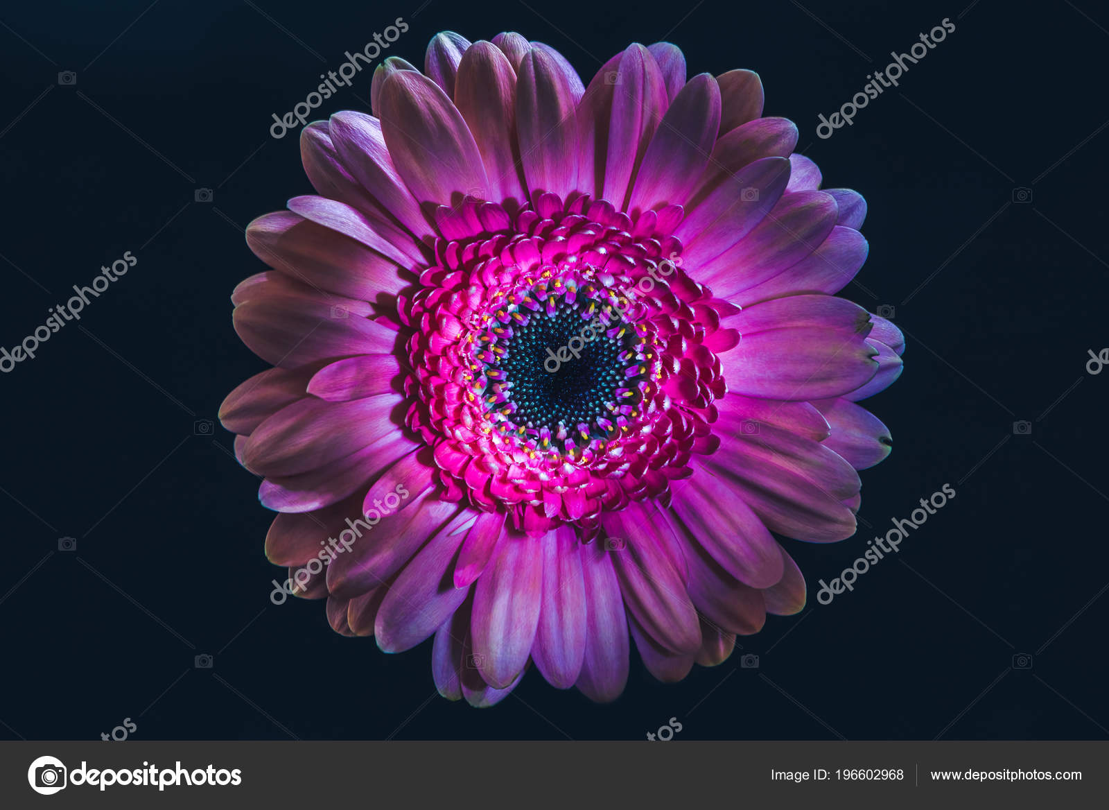 Top View Gerbera Flower Purple Petals Isolated Black — Stock Photo ...