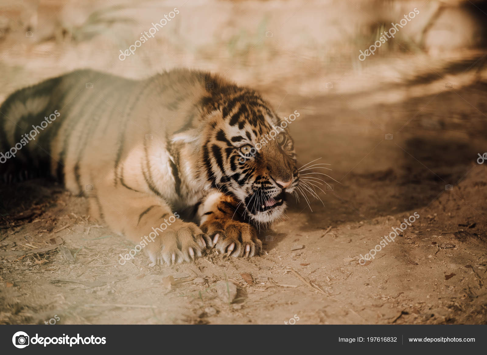 Close View Cute Tiger Cub Zoo — Stock Photo © VadimVasenin #197616832