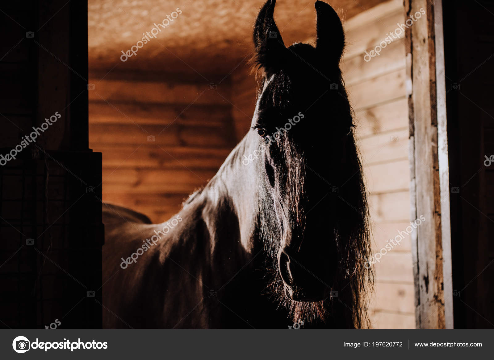 Selective Focus Beautiful Horse Standing Stall Zoo — Stock Photo ...