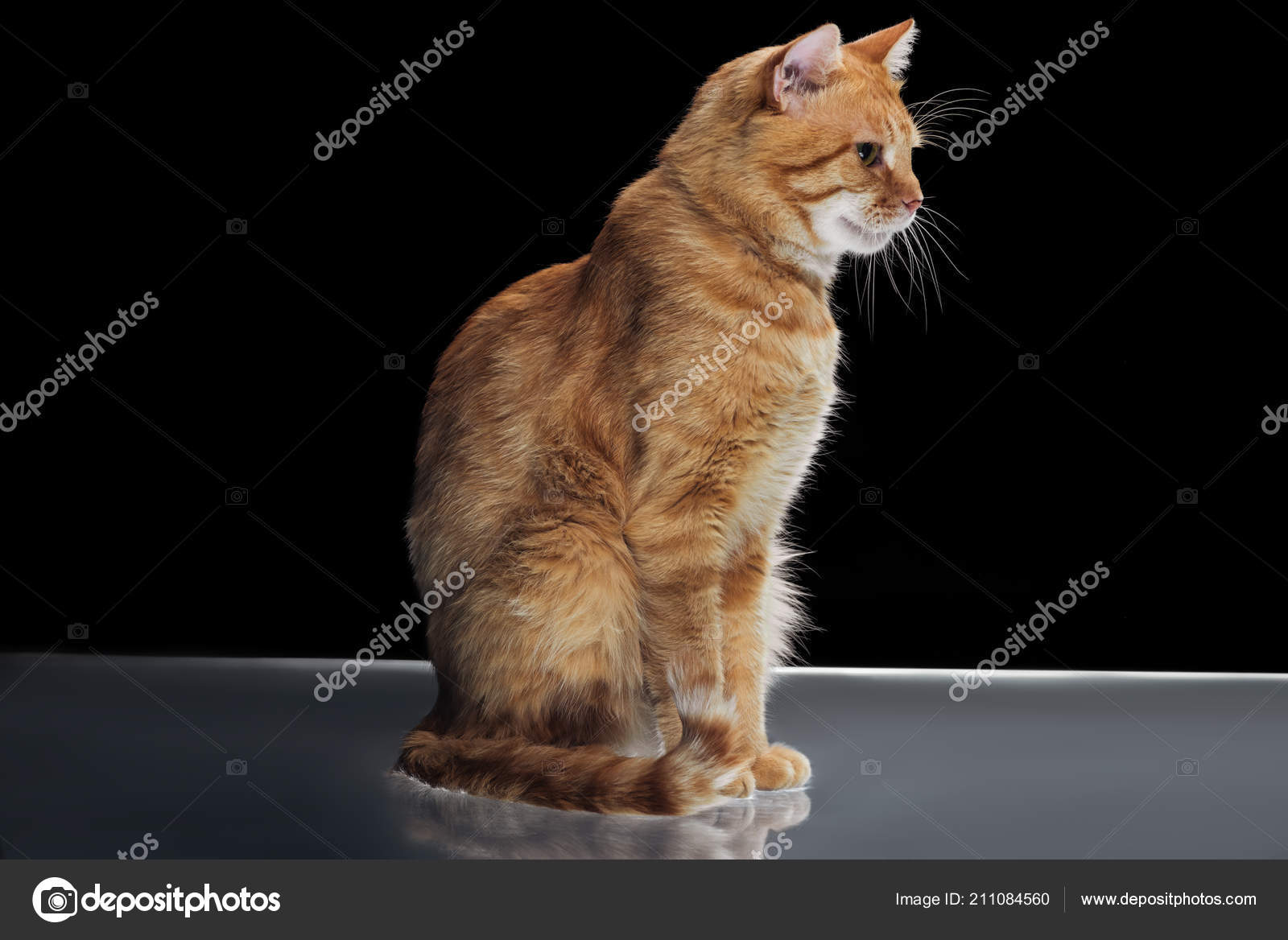 Cat Side View Sitting