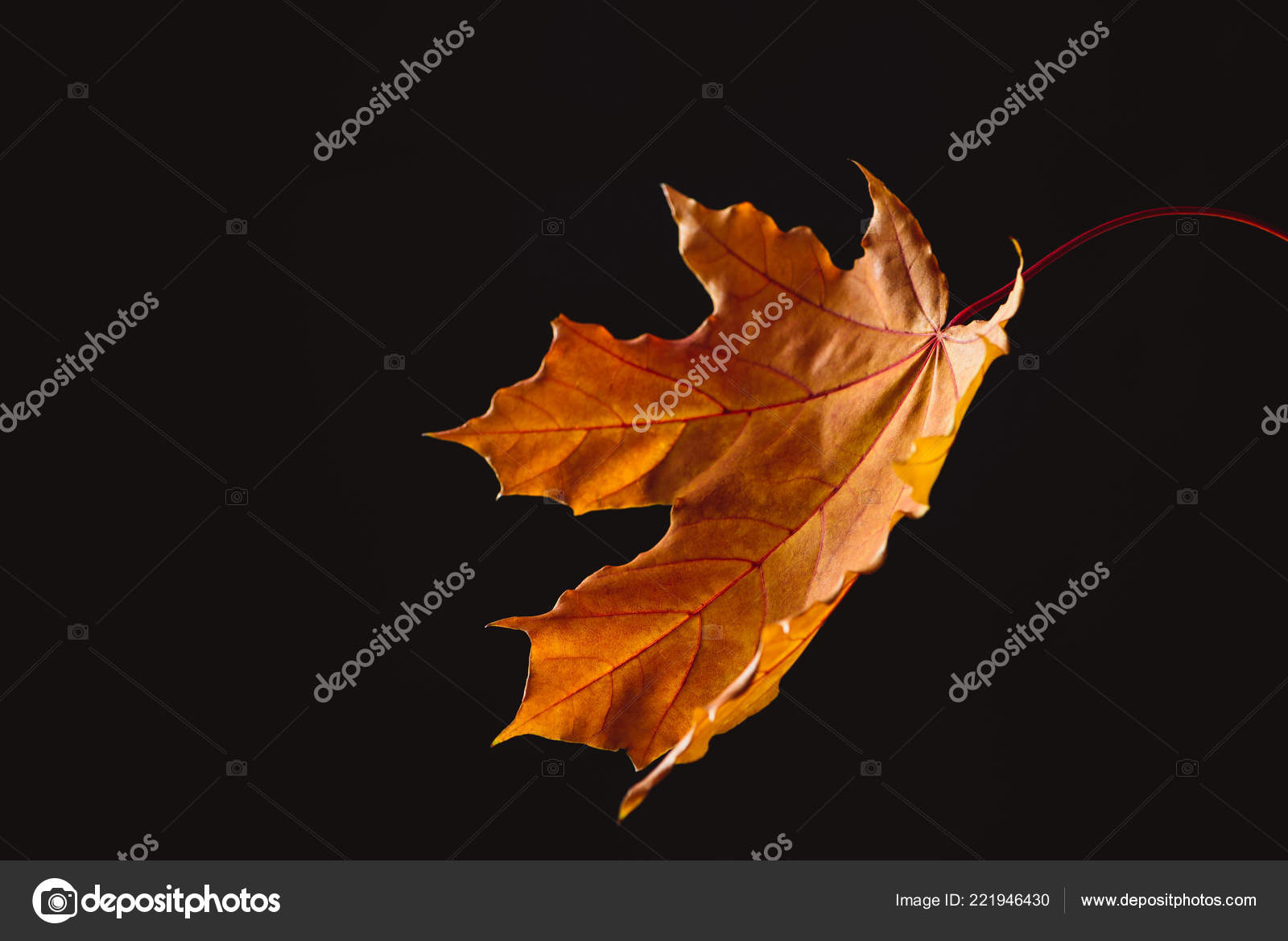 One Fall Leaf Background