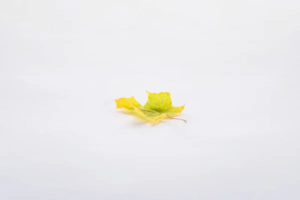 One leaf Stock Photos, Royalty Free One leaf Images | Depositphotos®