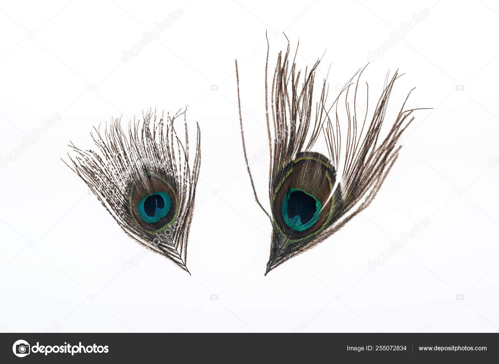Two Multicolored Peacock Feathers Isolated White — Stock Photo ...