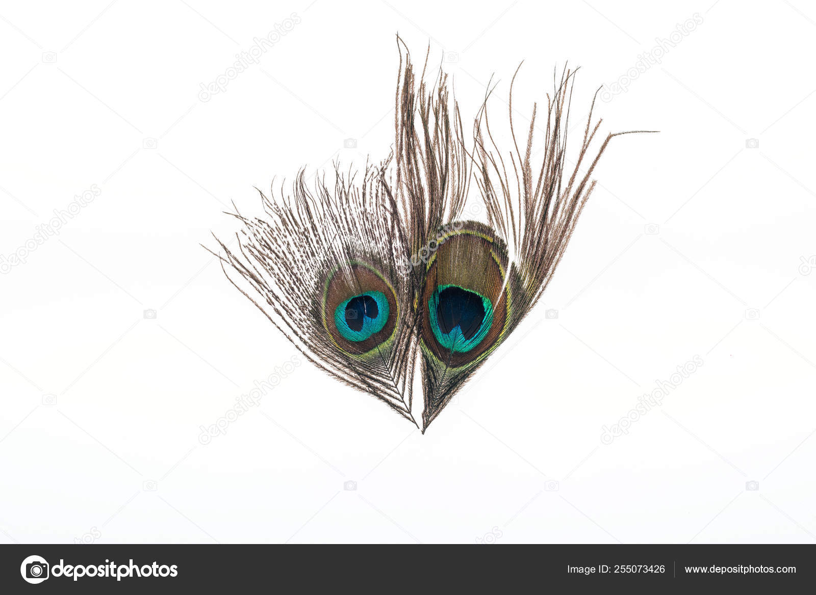 Two Multicolored Lightweight Peacock Feathers Isolated White — Stock ...