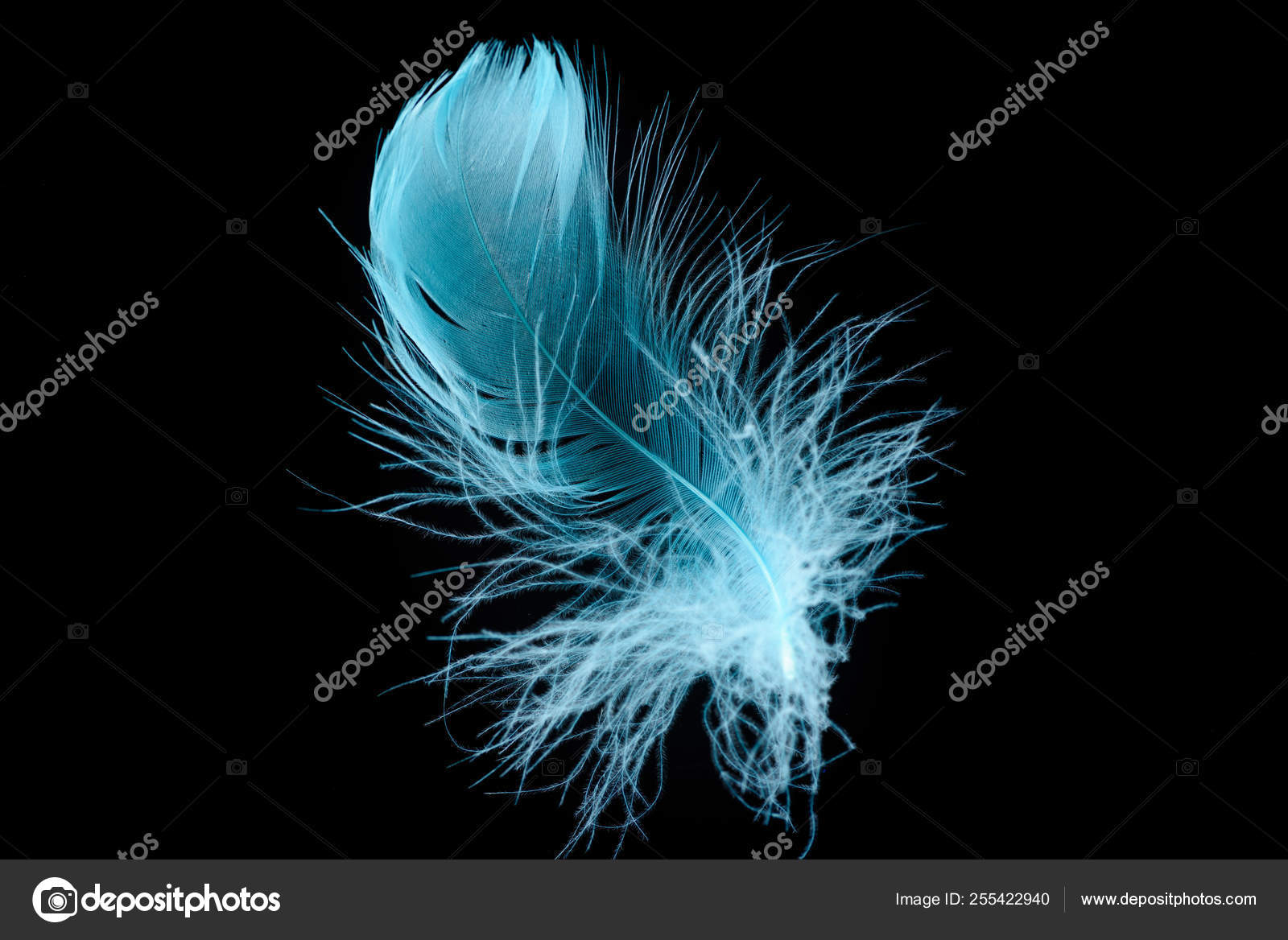 Azul Brillante Textura Pluma Ligera Aislada Negro — Foto de stock ...