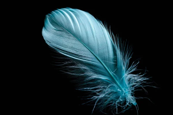Pluma de plumas Stock Photos, Royalty Free Pluma de plumas Images ...