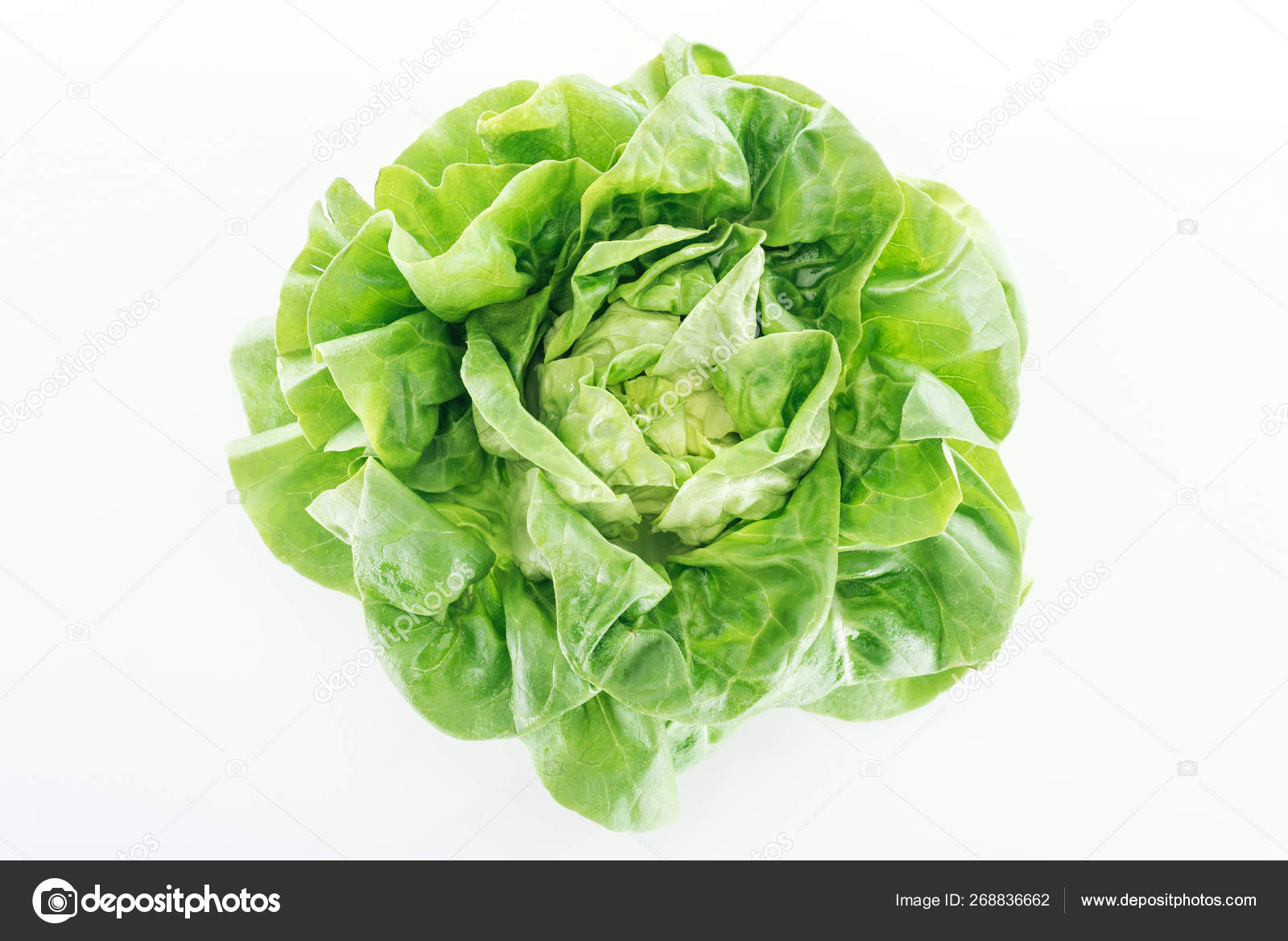 Top View Fresh Natural Wet Green Lettuce Leaves Isolated White — Stock ...