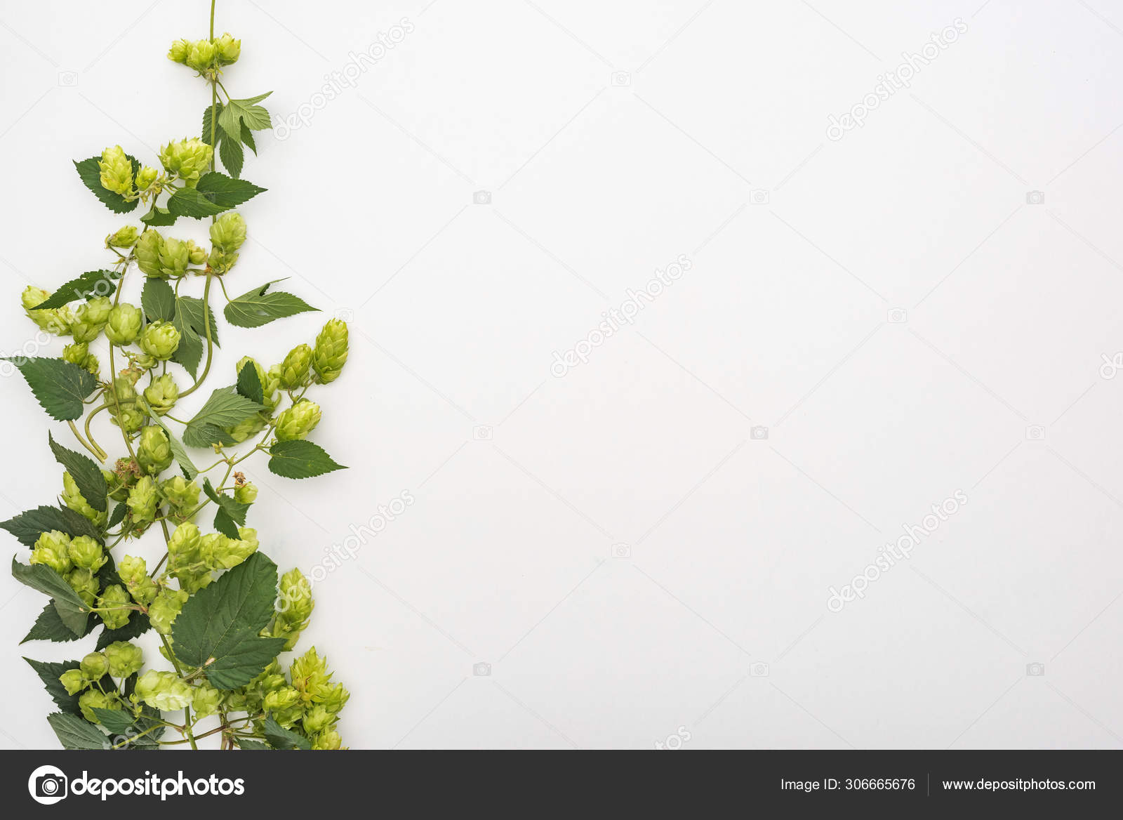 Top View Fresh Green Hop Leaves White Background Stock Photo by ...