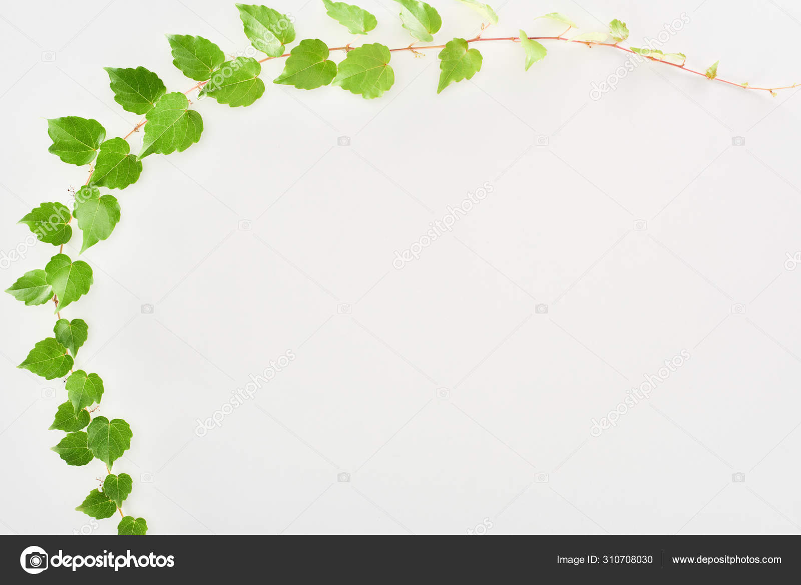 Top View Hop Plant Twig Green Leaves Isolated White Copy Stock Photo by ...
