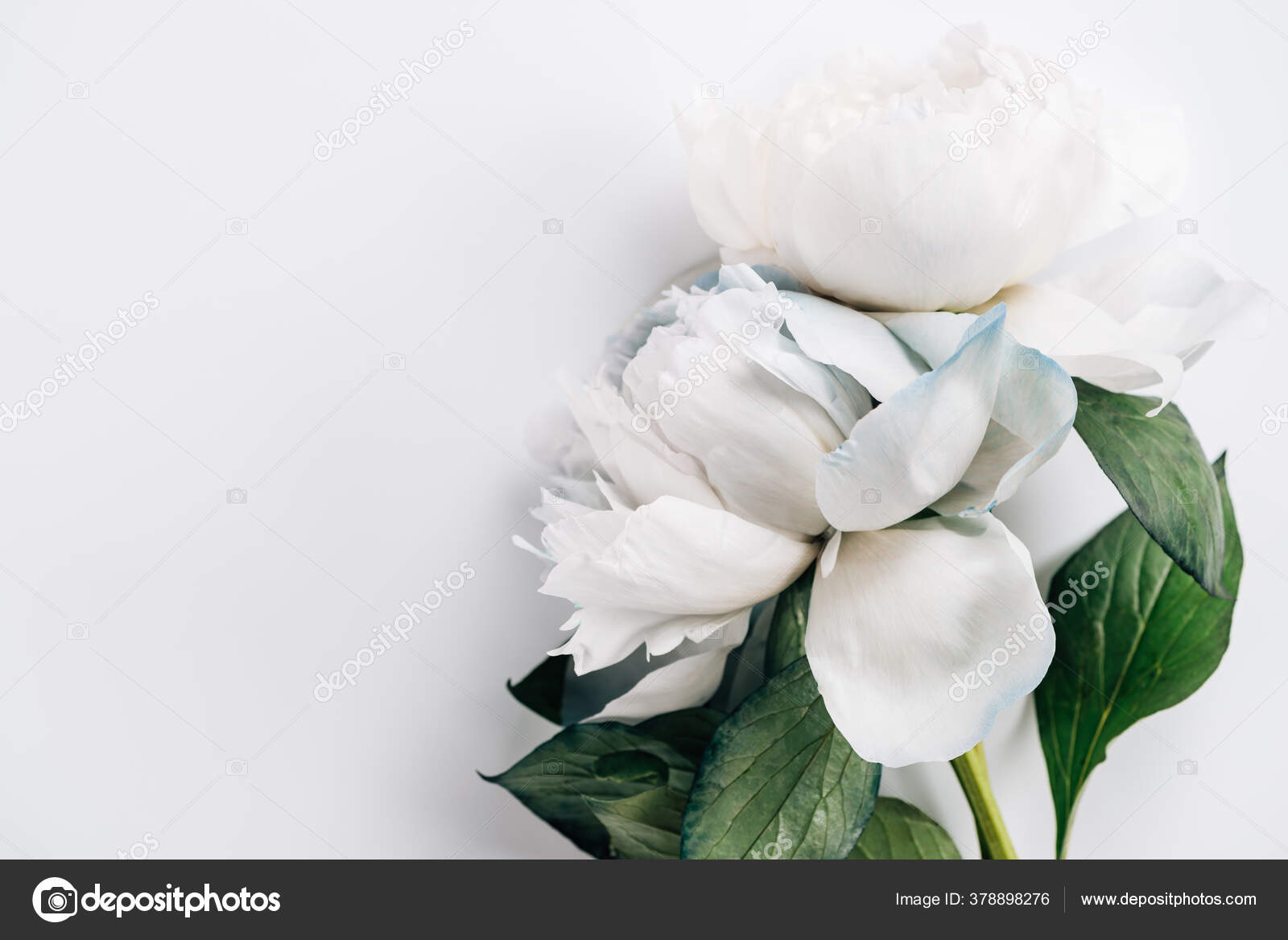 Top View Blue White Peonies Green Leaves White Background — Stock Photo ...