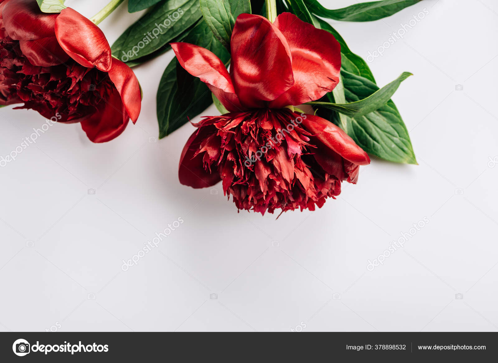 Vista Superior Peonías Rojas Con Hojas Verdes Sobre Fondo Blanco ...