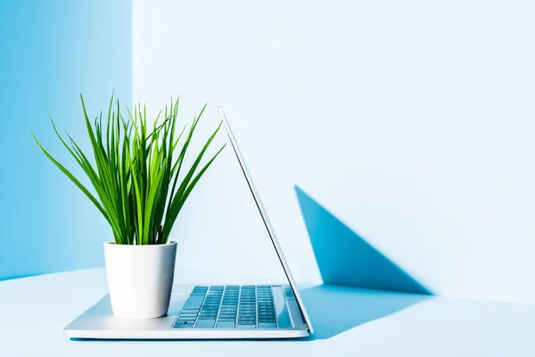 Laptop plant Stock Photos, Royalty Free Laptop plant Images ...