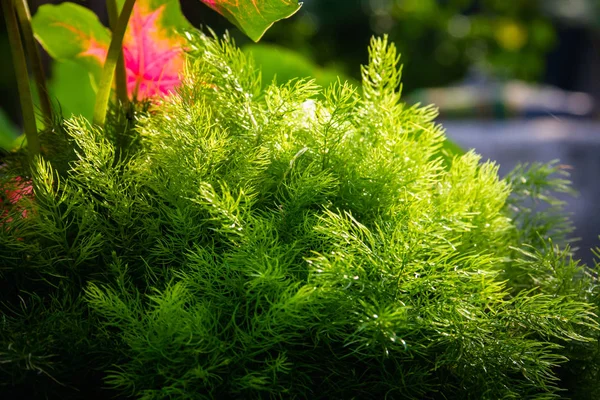 Serious planting Stock Photos, Royalty Free Serious planting Images ...