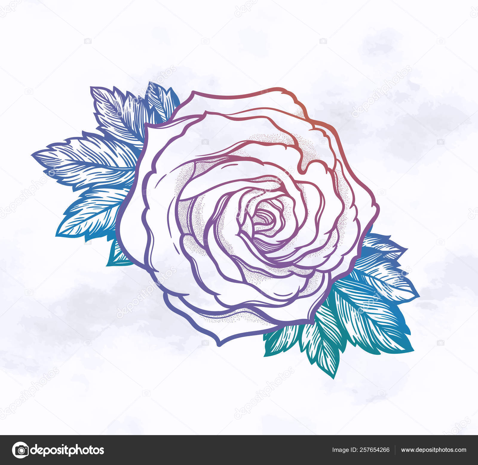 Beautiful hand drawn rose flower. Isolated vintage style, tattoo design ...