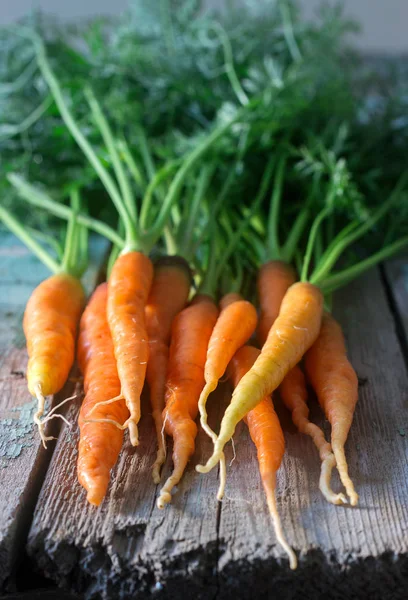 Fresh ripe carrots with tops on a wooden table. Selective focus ...