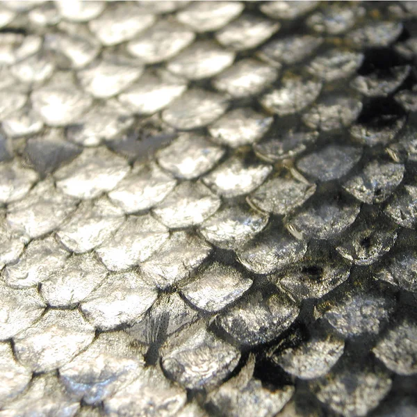 Fish skin texture Stock Photos, Royalty Free Fish skin texture Images ...