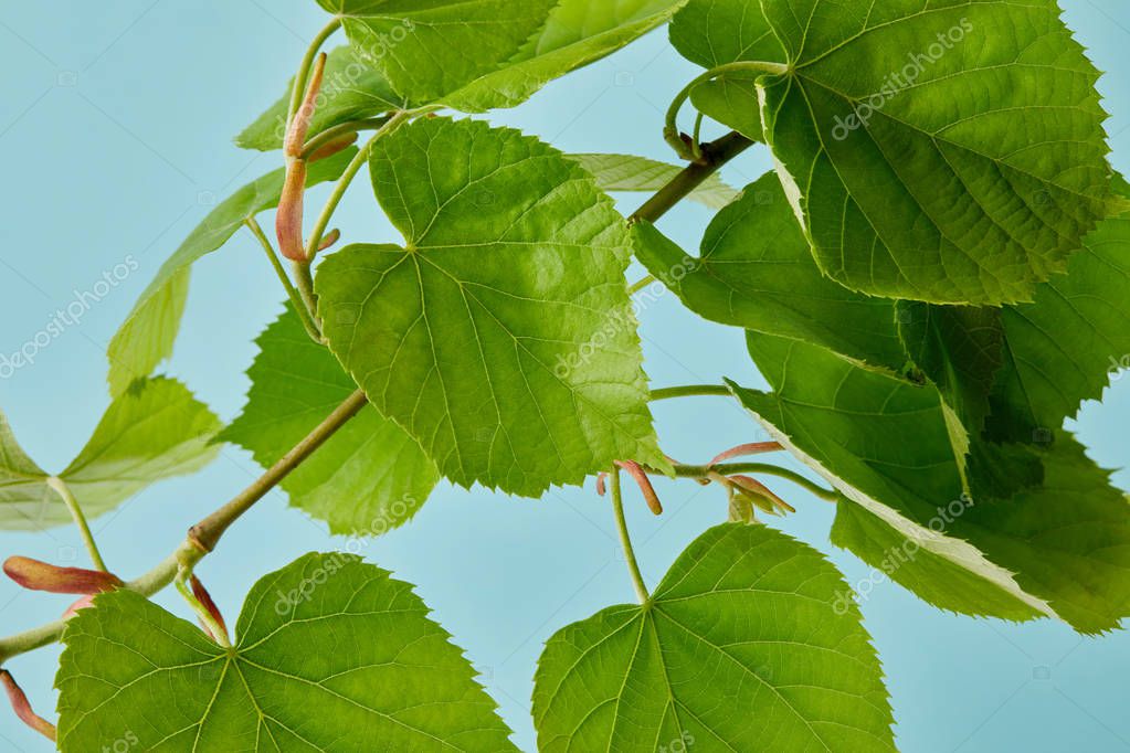 primer plano de rama de tilo verde aislado en azul 2024